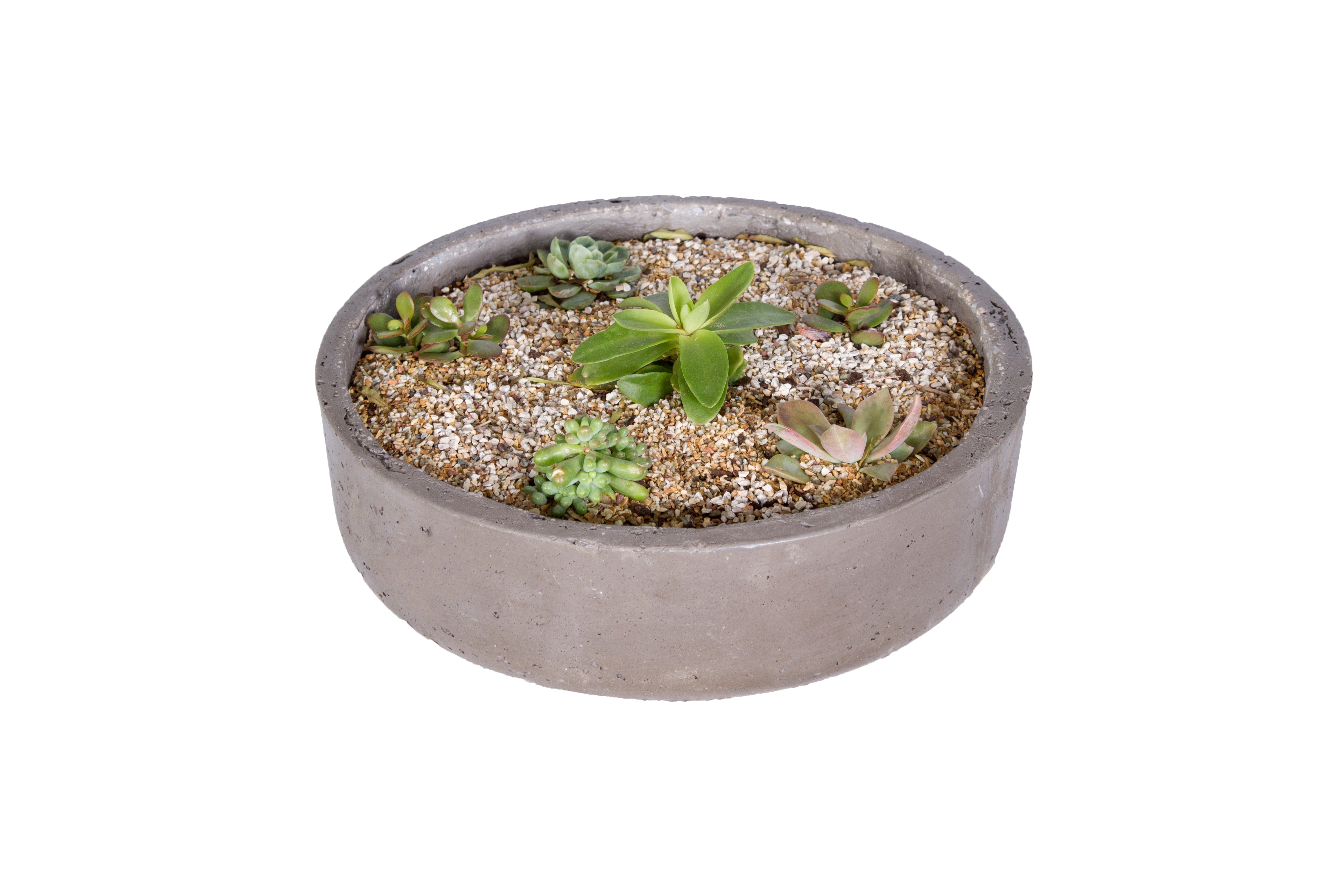Chi planter – Lots of Pots Lynnwood