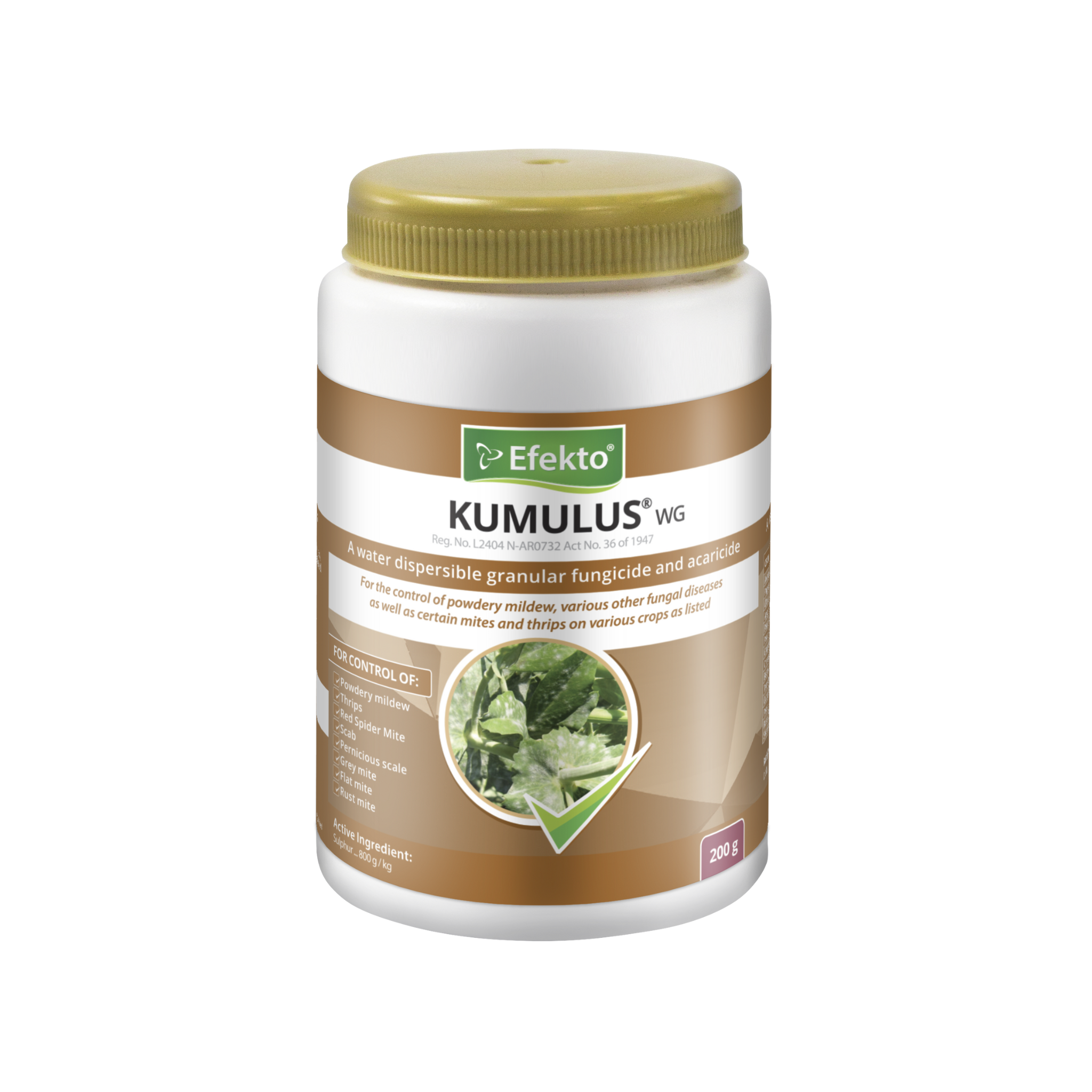 Kumulus WG – Lots of Pots Lynnwood